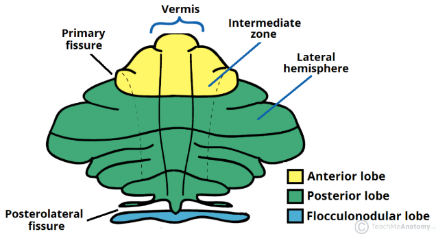 A role for the cerebellum in autism: New review synthesizes the ...